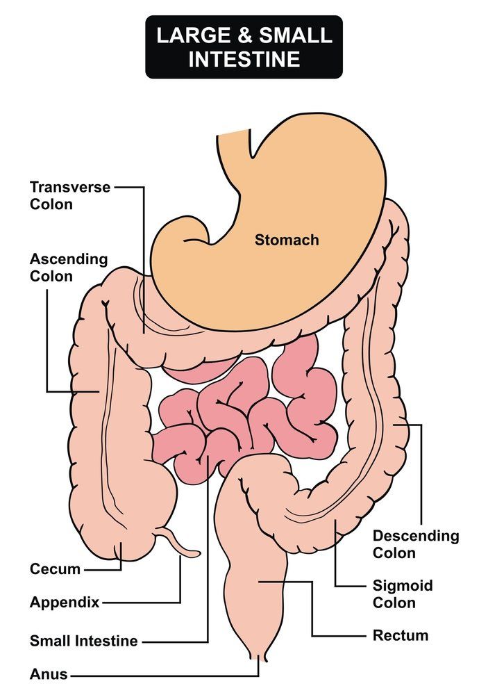 Colon Resection Treating The Large Intestine Colon Rectal Surgical Colon Resection Treating The Large Intestine Colon Rectal Surgical